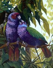 Imperial Amazon perroquet - Pages [1] - Mondiale connaissance ...